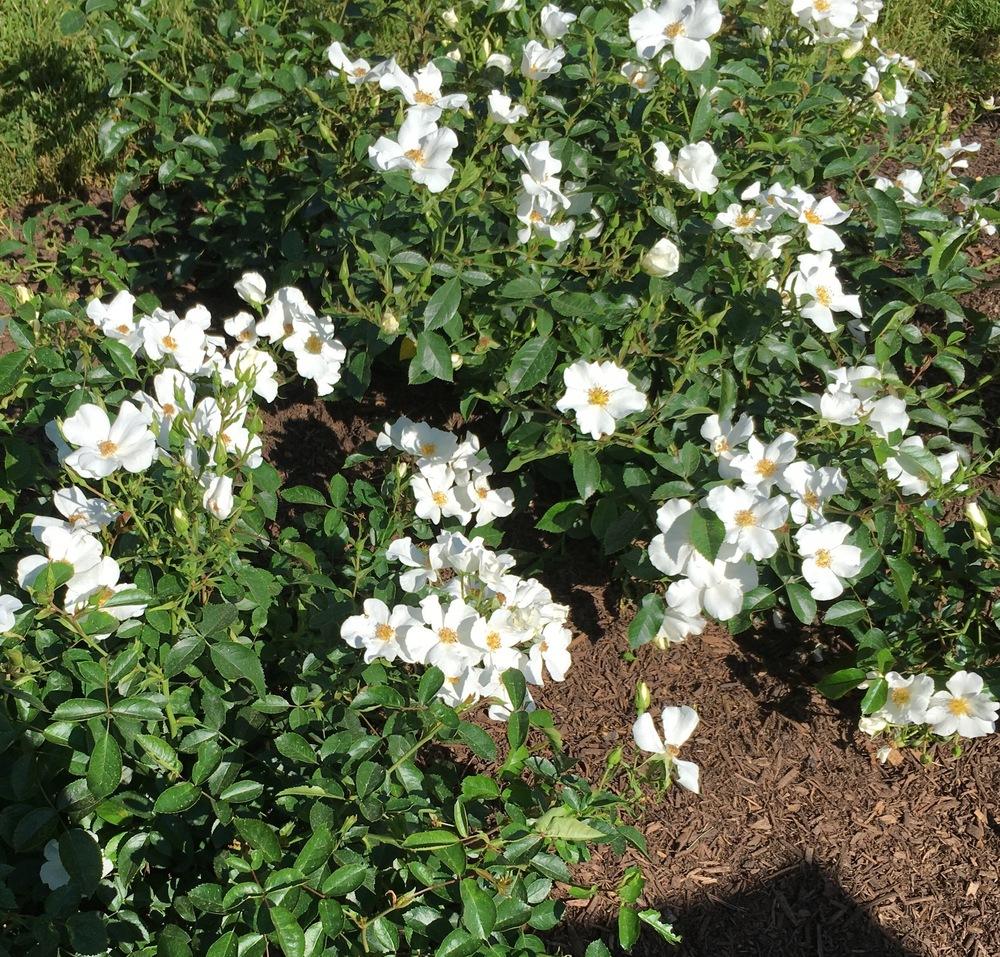 Rose (Rosa 'Starry Night') in the Roses Database - Garden.org