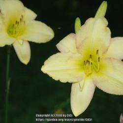 Photo of the bloom of Daylily (Hemerocallis 'Delicate Design') posted ...