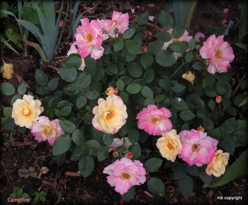 Photo of the entire plant of Rose (Rosa 'Campfire') posted by MargieNY ...