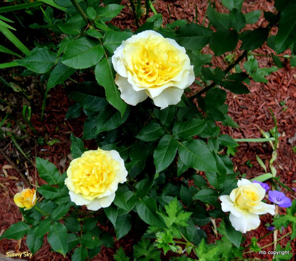 Photo of the bloom of Rose (Rosa 'Sunny Sky') posted by MargieNY ...