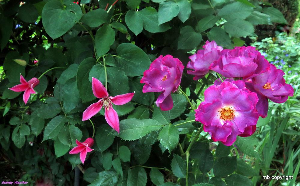 Photo of the bloom of Rose (Rosa 'Stormy Weather') posted by MargieNY ...