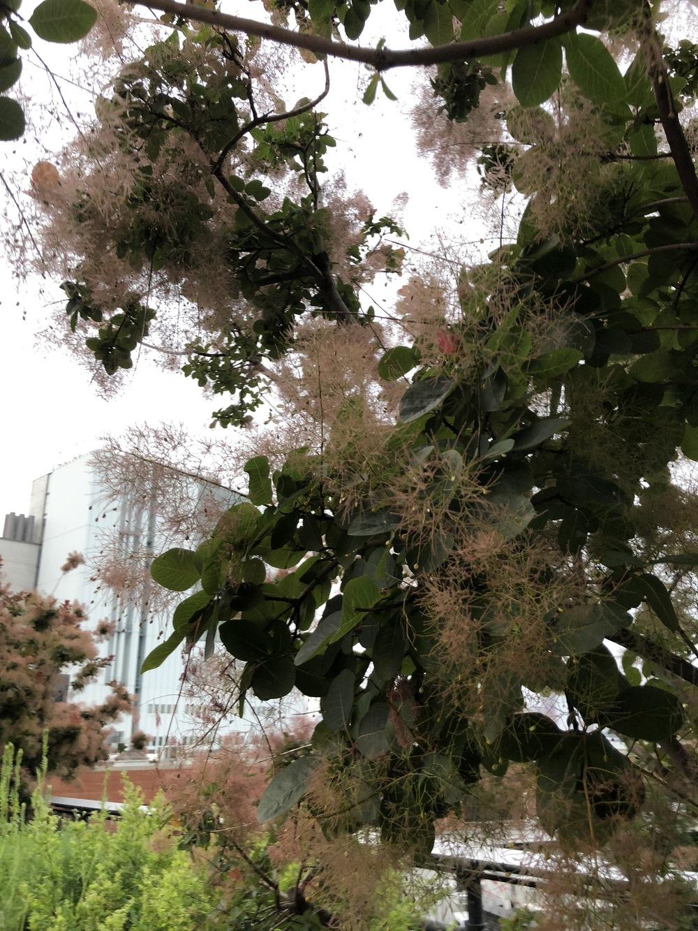 Tree with pink "fluff" in the Plant ID forum - Garden.org