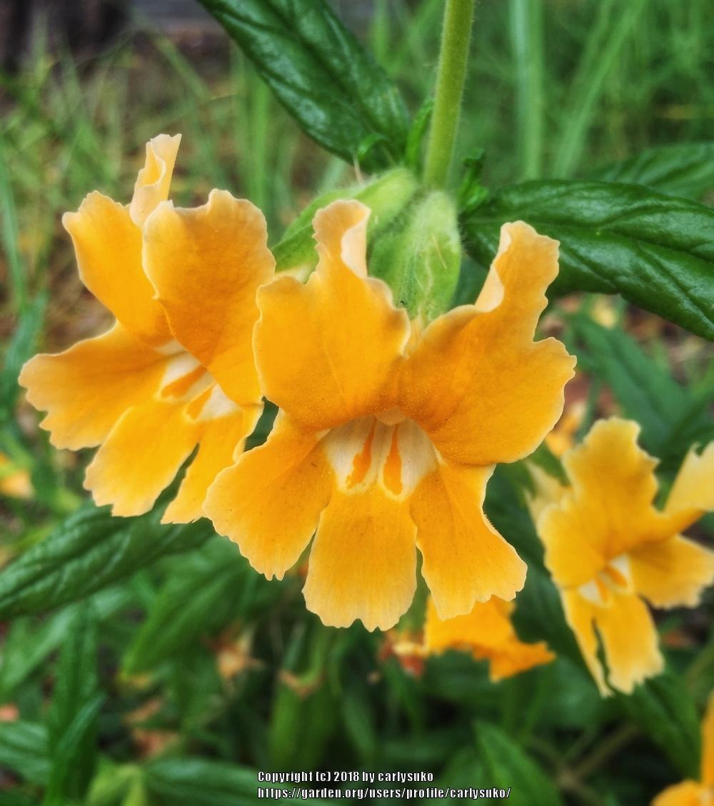 Diplacus - Garden.org