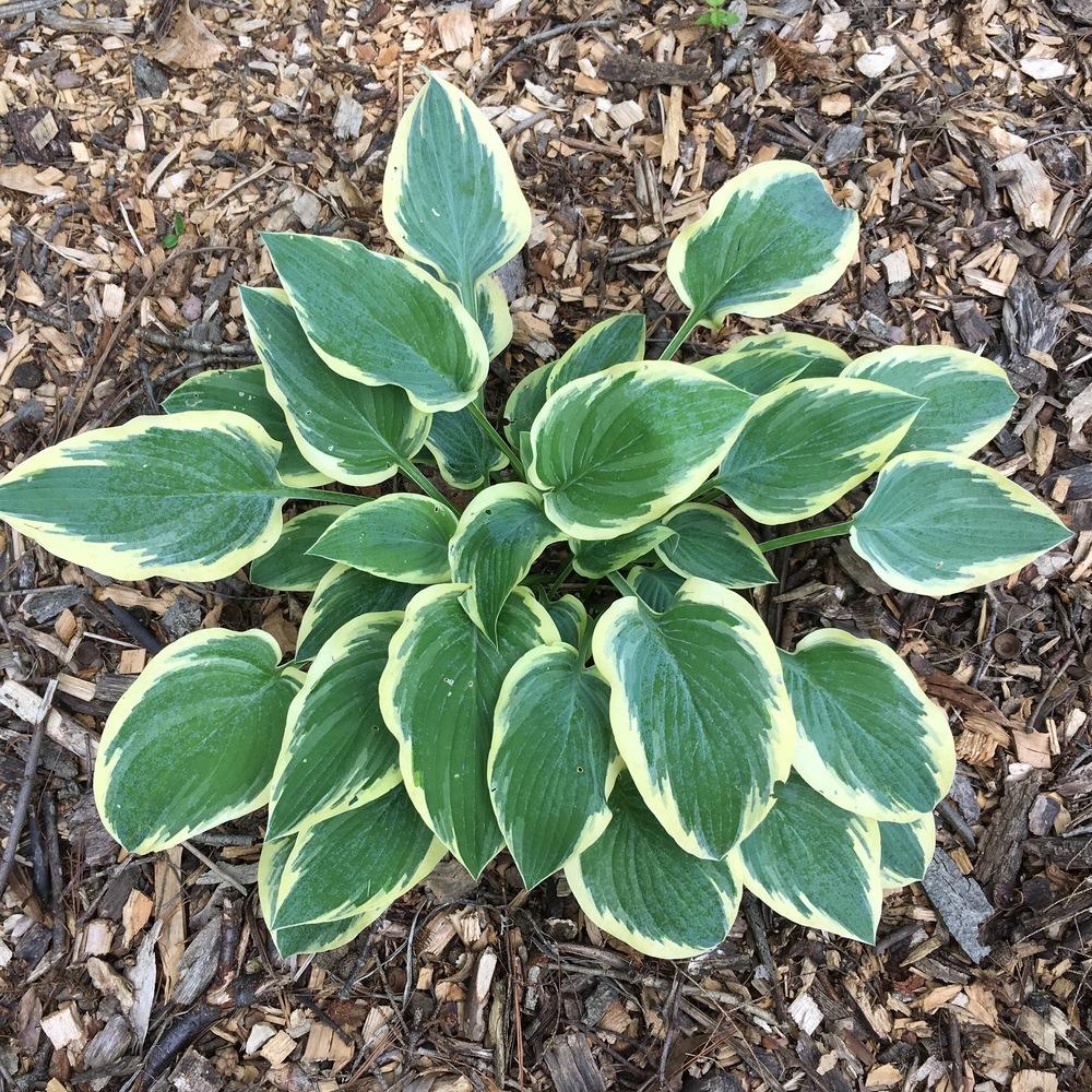Hosta 'Rebel Heart' in the Hostas Database - Garden.org