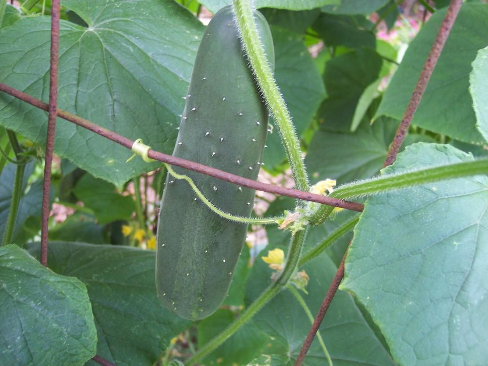 Cucumber (Cucumis sativus 'Raider') in the Cucumbers Database - Garden.org