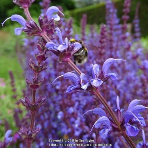 Violet Sage (Salvia 'Dear Anja') in the Salvias Database - Garden.org