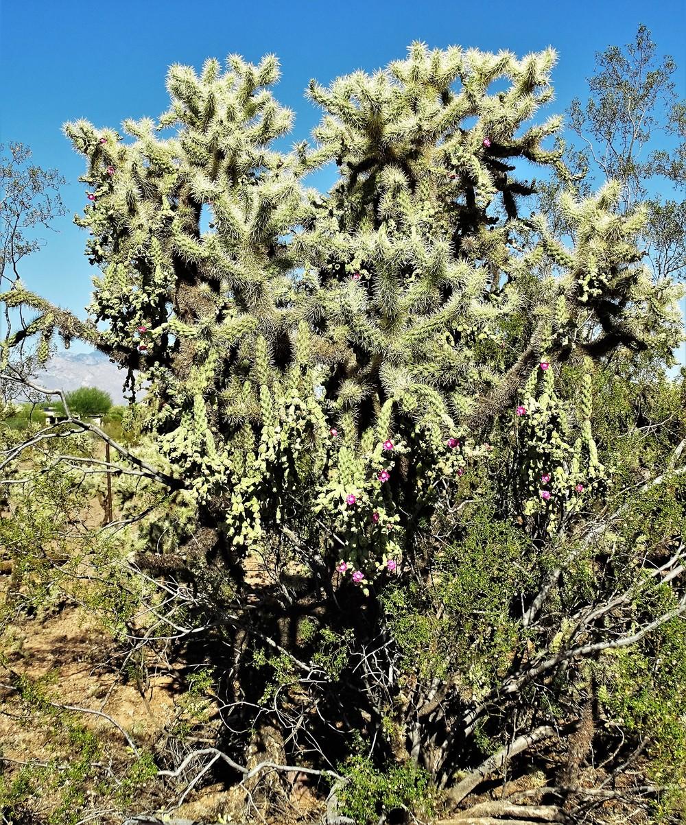 Chollas: Plant Care and Collection of Varieties - Garden.org