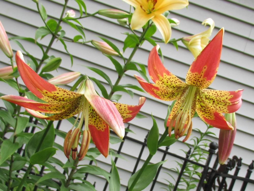 Photo of the bloom of Lily (Lilium 'Fusion') posted by stilldew ...