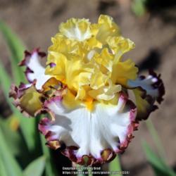 Border Bearded Iris (Iris 'Tagline') in the Irises Database - Garden.org