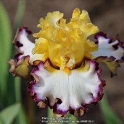 Border Bearded Iris (Iris 'Tagline') in the Irises Database - Garden.org