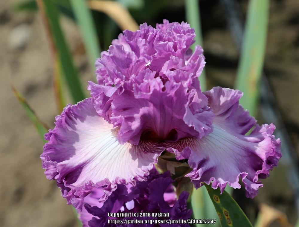 Photo of the bloom of Tall Bearded Iris (Iris 'Fan Letter') posted by ...