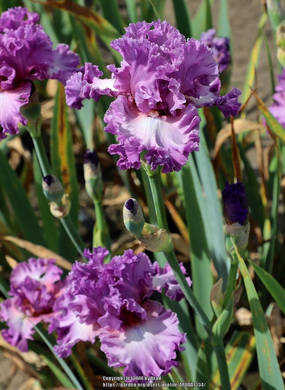 Photo of the bloom of Tall Bearded Iris (Iris 'Fan Letter') posted by ...