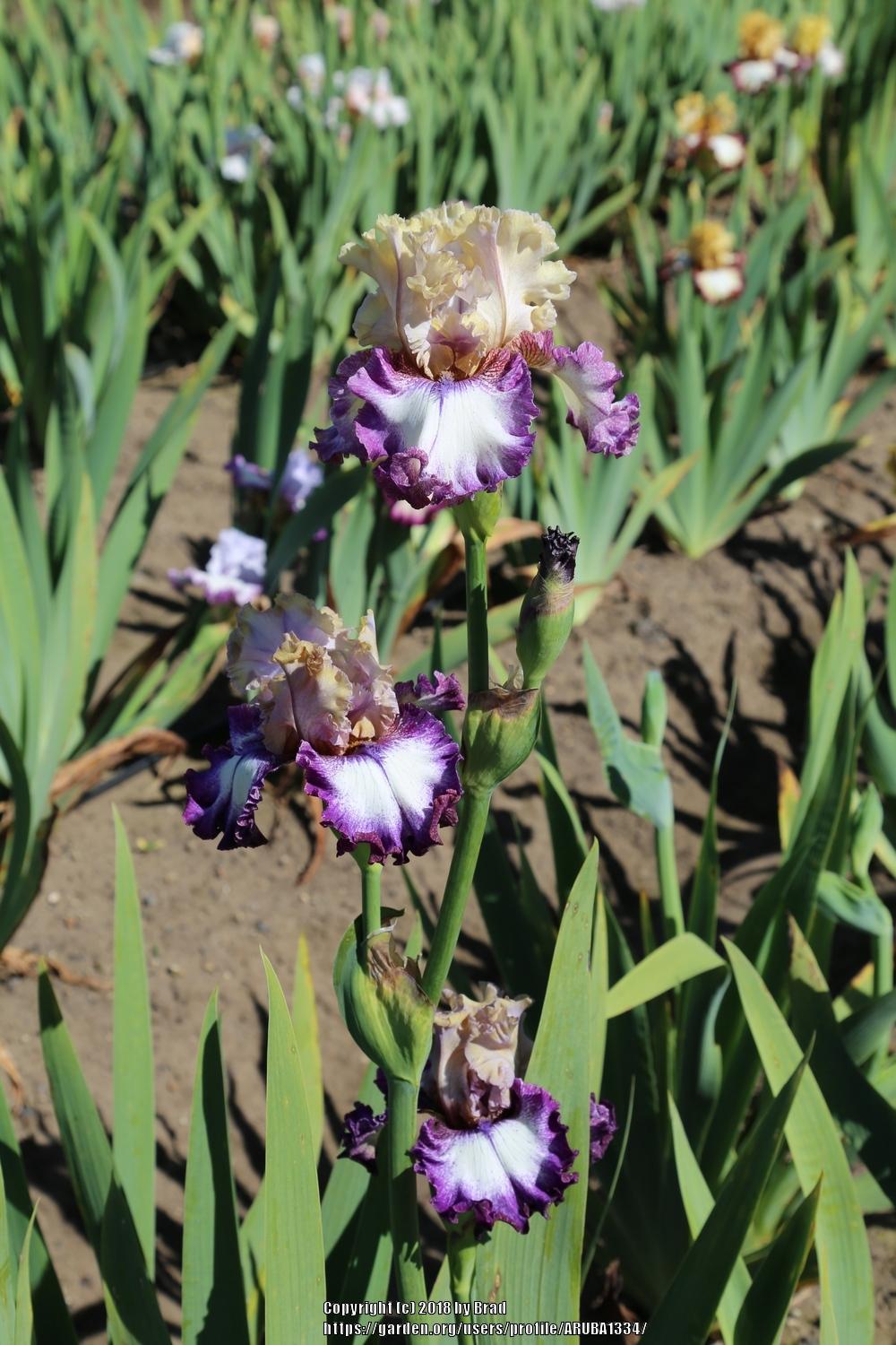 Photo of the bloom of Tall Bearded Iris (Iris 'Bullet Points') posted ...