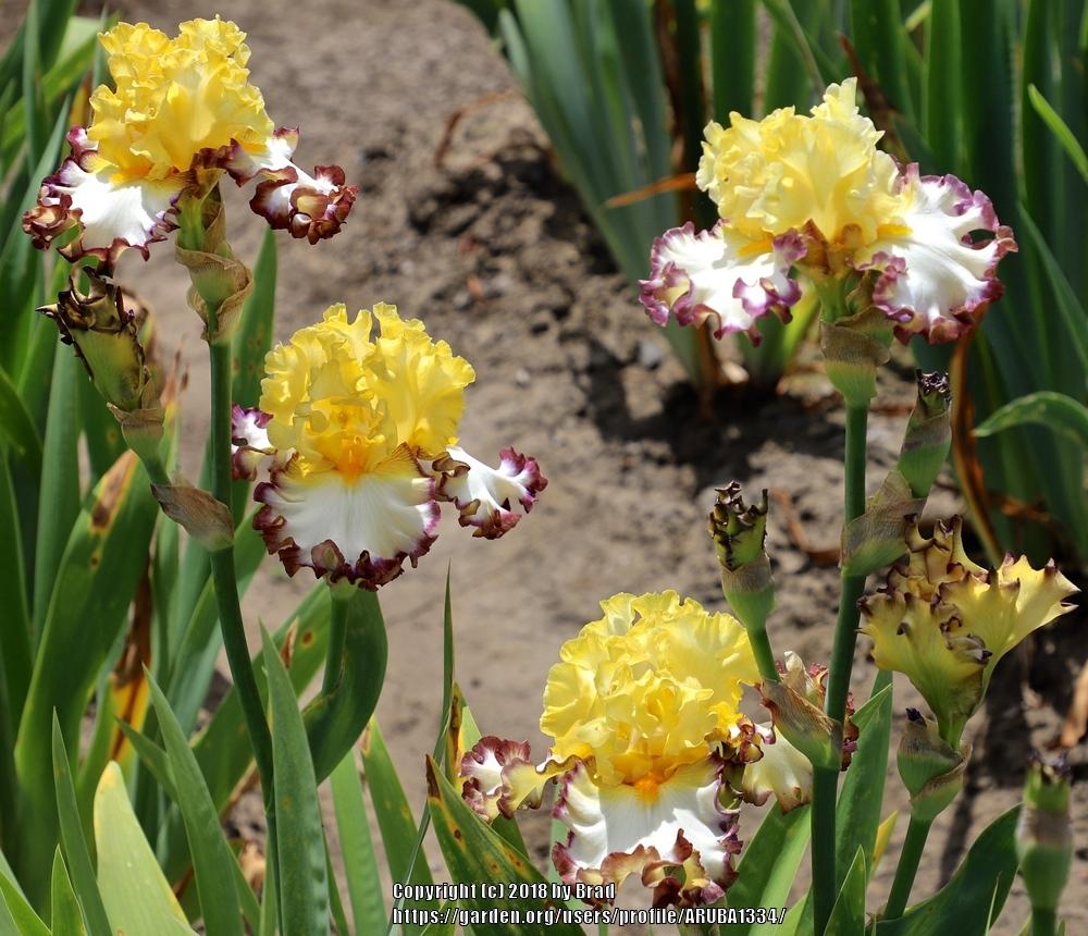 Photo of the bloom of Border Bearded Iris (Iris 'Tagline') posted by ...