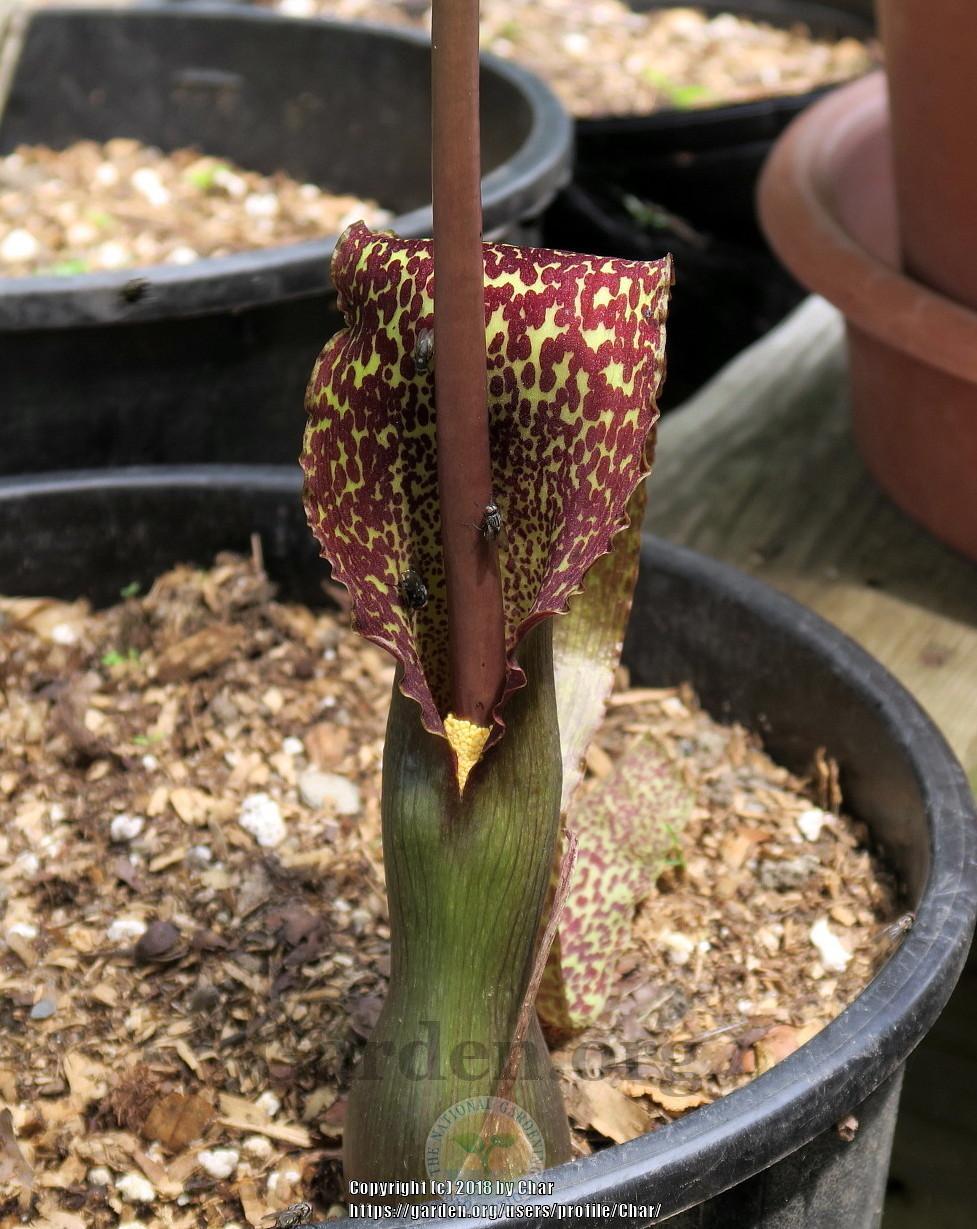 Photo of the bloom of Voodoo Lily (Sauromatum venosum) posted by Char ...