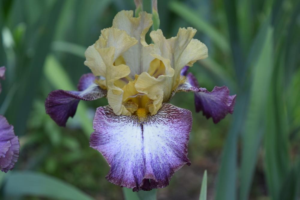 Photo of the bloom of Tall Bearded Iris (Iris 'Margin Call') posted by ...