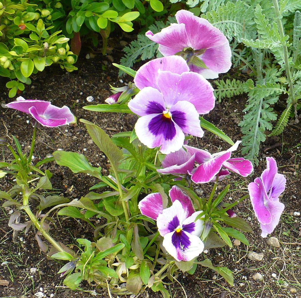 Pansy (Viola x wittrockiana Matrix™ Raspberry Sundae Mix) in the Violas ...