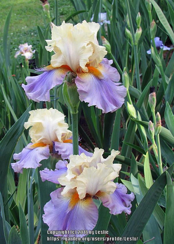 Photo of the bloom of Tall Bearded Iris (Iris 'Scary') posted by Lestv ...