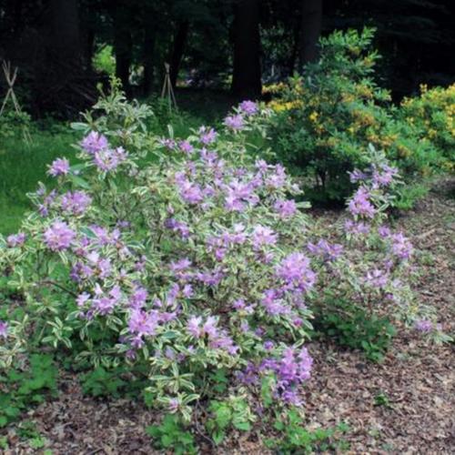 Rhododendron (Rhododendron ponticum 'Variegatum') in the Rhododendrons ...