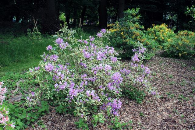 Rhododendron (Rhododendron ponticum 'Variegatum') in the Rhododendrons ...