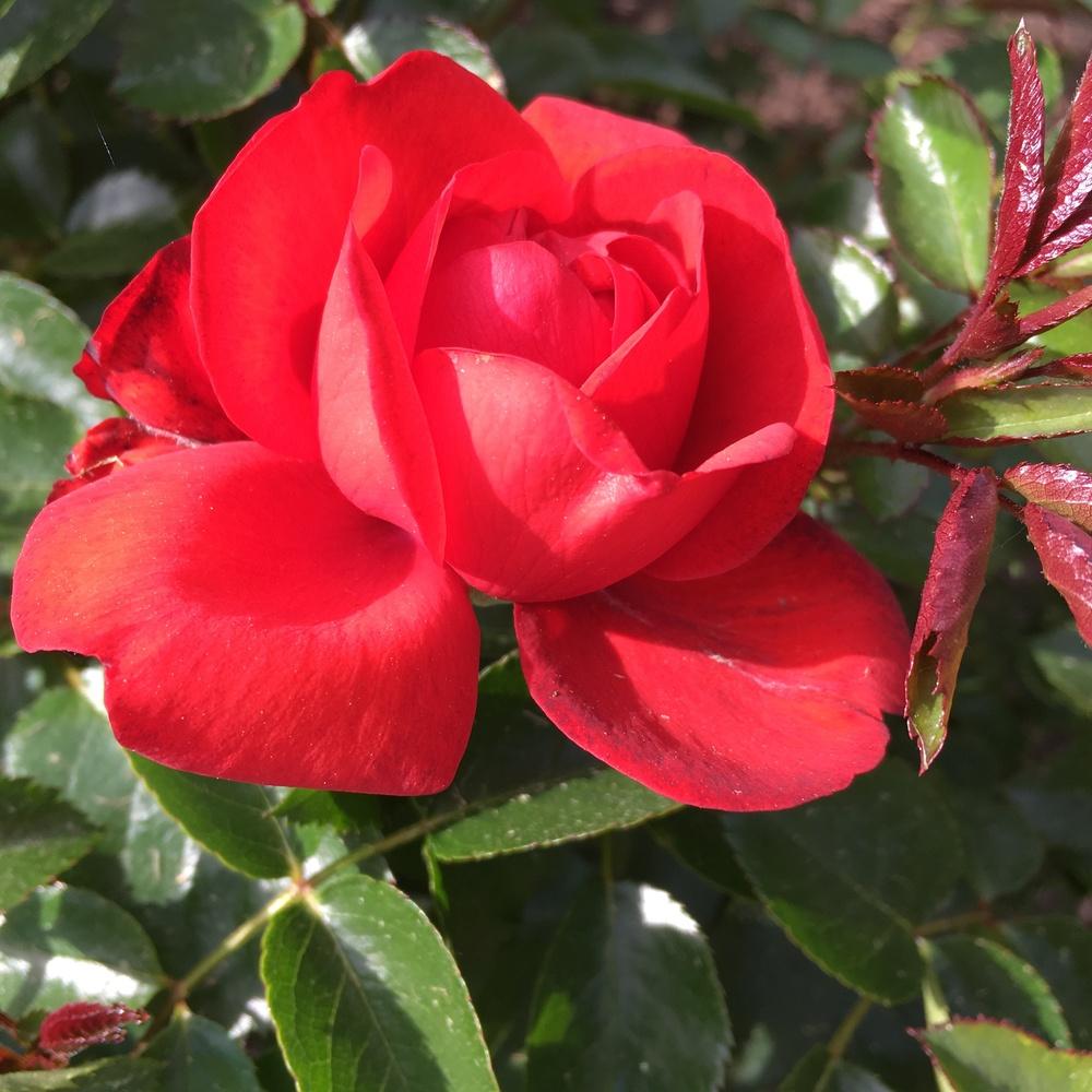 Rose (Rosa 'Scarlet Bonica') in the Roses Database - Garden.org