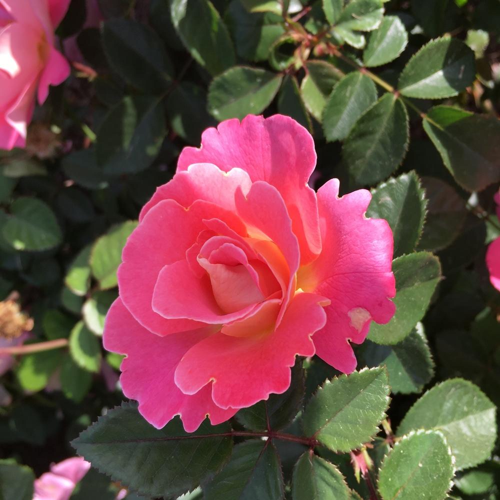 Rose (Rosa 'Fruity Petals') in the Roses Database - Garden.org