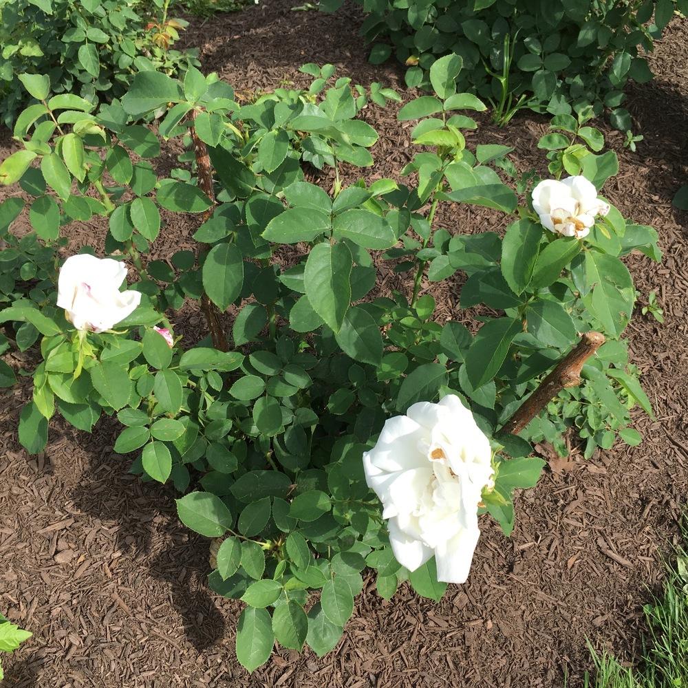 Photo of the entire plant of Rose (Rosa 'Frau Karl Druschki') posted by ...