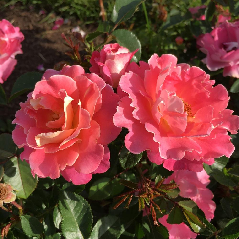 Photo of the bloom of Rose (Rosa 'Fruity Petals') posted by csandt ...