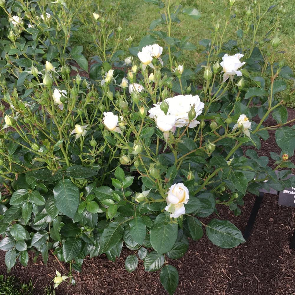 Photo of the entire plant of Rose (Rosa 'Polar Express') posted by ...