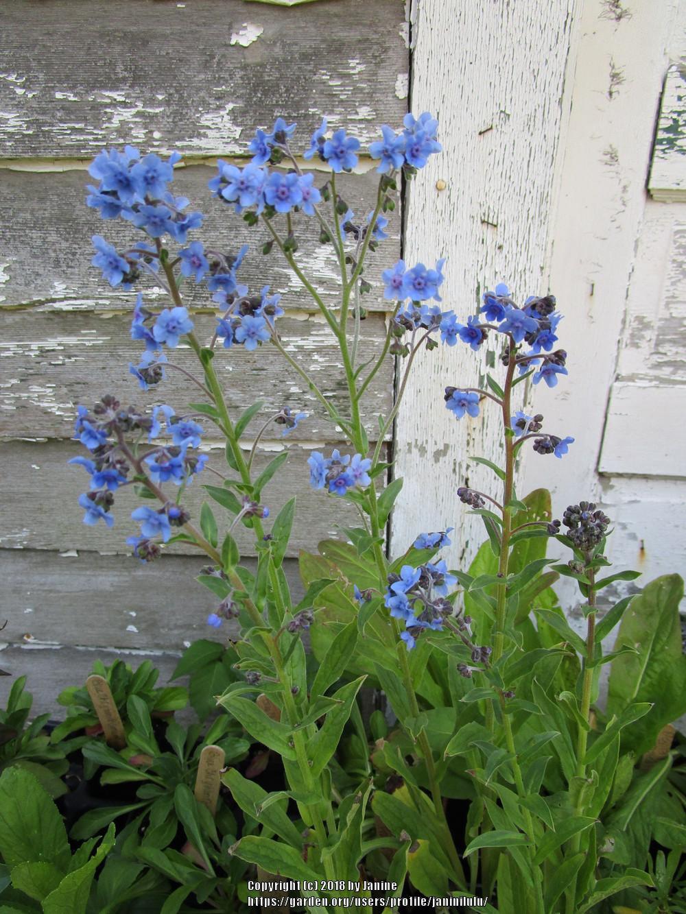 Many-Flower Stickseed (Hackelia floribunda) - Garden.org