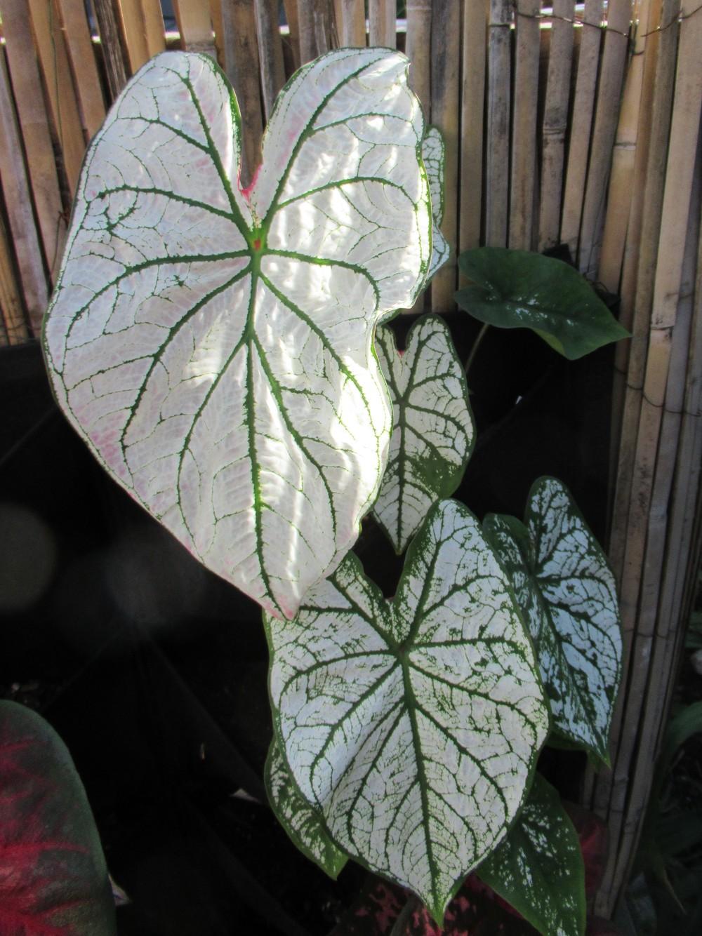 Caladiums: Plant Care and Collection of Varieties - Garden.org