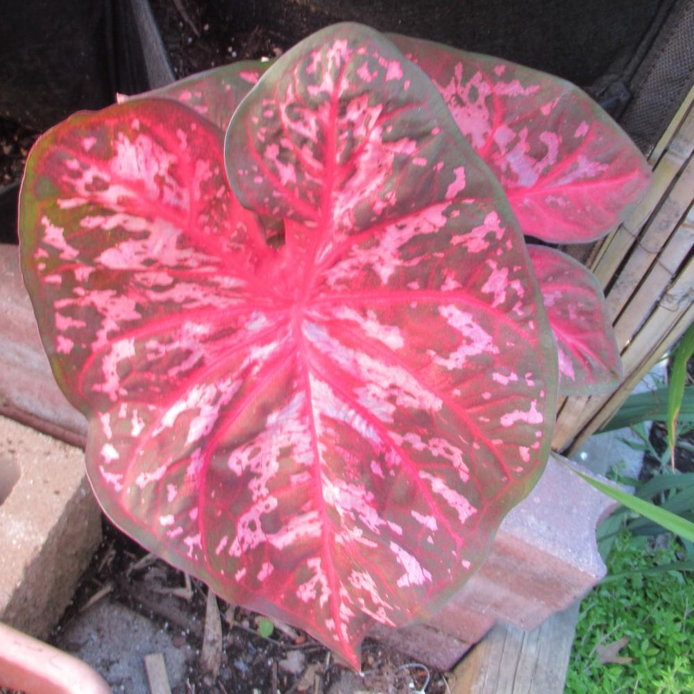 Caladiums: Plant Care and Collection of Varieties - Garden.org