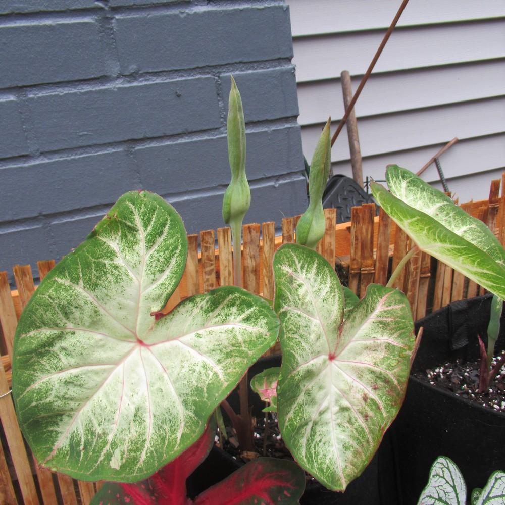 Fancy-Leaf Caladium (Caladium 'Grey Ghost') in the Caladiums Database ...