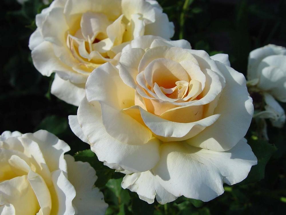 Rose (Rosa 'Adriana') in the Roses Database - Garden.org