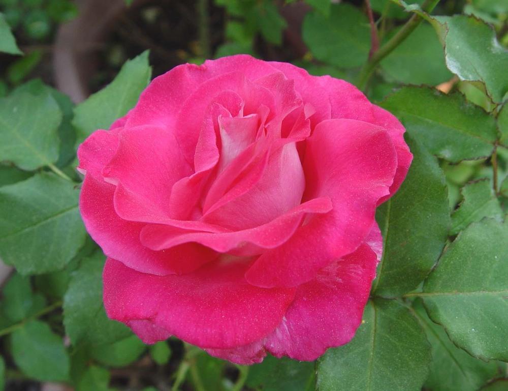 Photo of the bloom of Rose (Rosa 'Bon-Bon') posted by Beth_NorCal - Garden.org