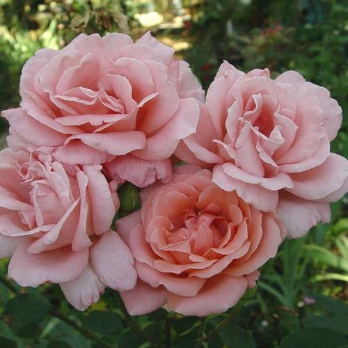 Rose (Rosa 'Blessings') in the Roses Database - Garden.org