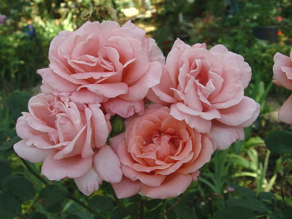 Rose (Rosa 'Blessings') in the Roses Database - Garden.org