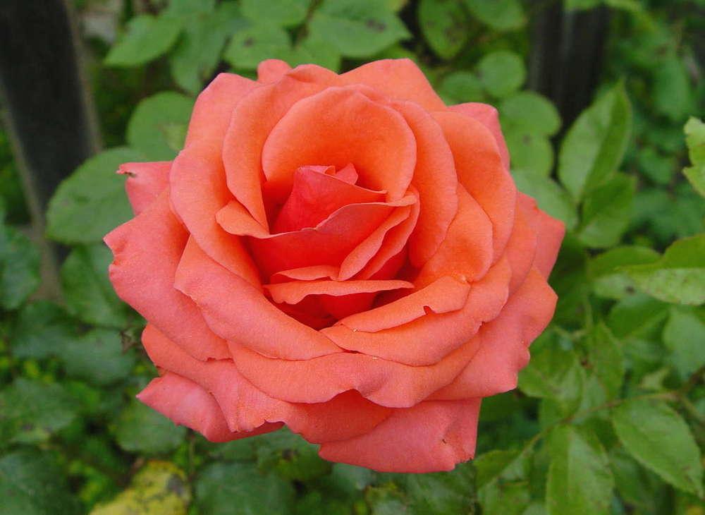 Rose (Rosa 'Bill Slim') in the Roses Database - Garden.org