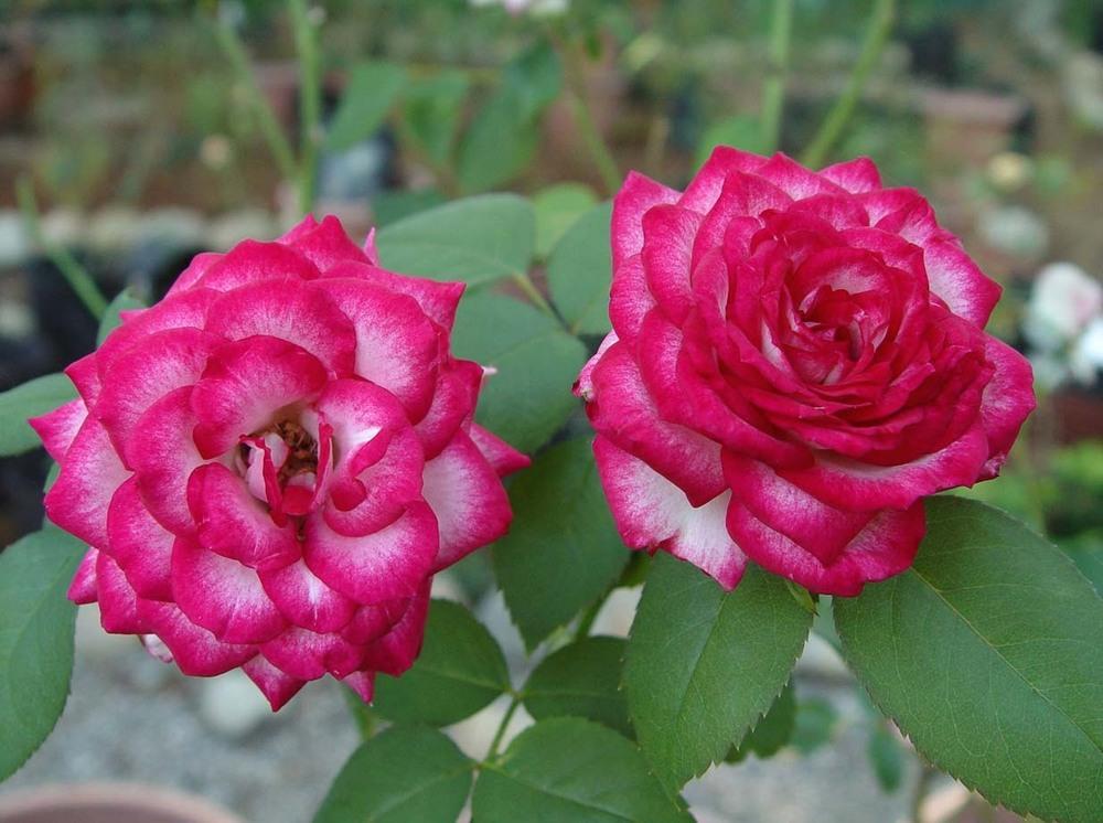 Rose (Rosa 'Atlantic City') in the Roses Database - Garden.org