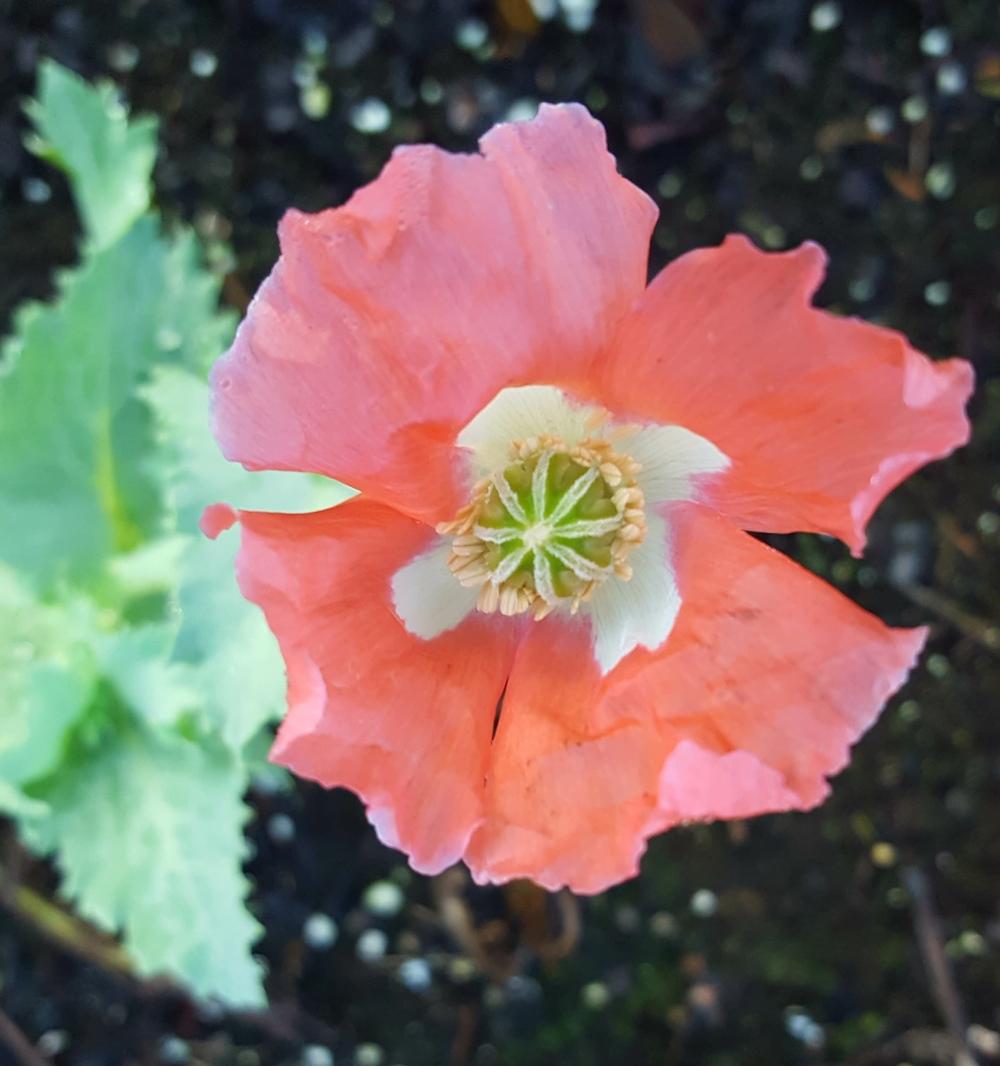 Opium Poppy (Papaver somniferum 'Queen's Poppy') in the Poppies ...