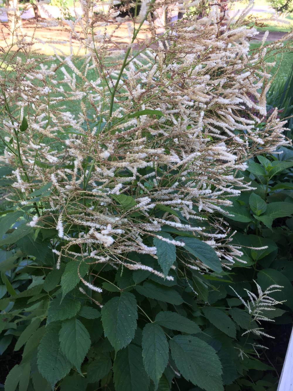 Photo of the bloom of Goatsbeard (Aruncus dioicus 'Kneiffii') posted by ...