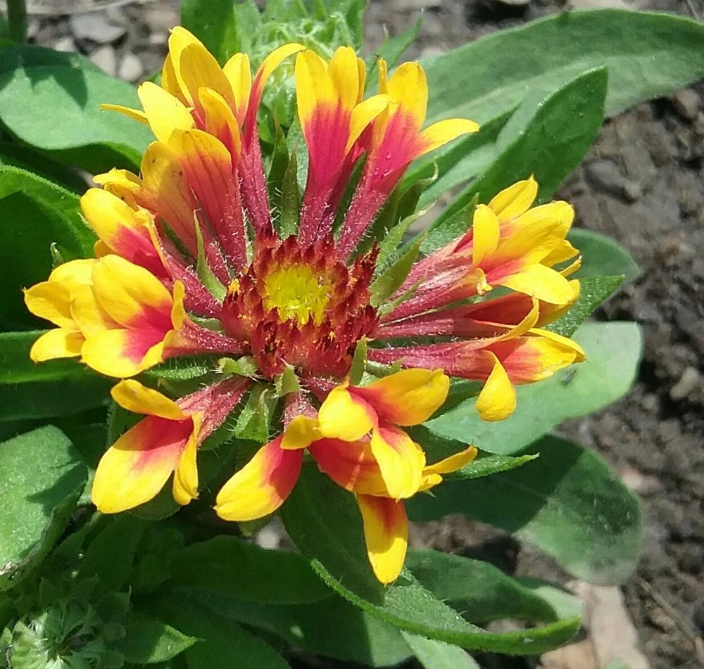 Blanket Flowers: Plant Care and Collection of Varieties - Garden.org