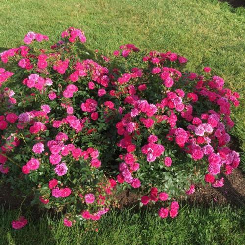 Rose (Rosa 'Roxy') in the Roses Database - Garden.org