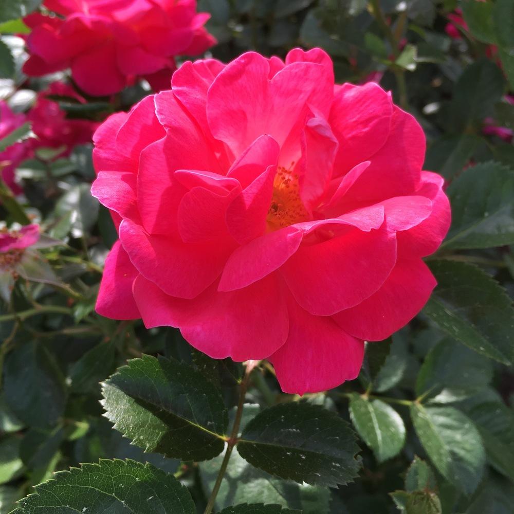 Rose (Rosa 'Highwire Flyer') in the Roses Database - Garden.org