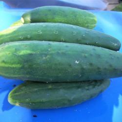 Cucumber (Cucumis sativus 'Raider') in the Cucumbers Database - Garden.org
