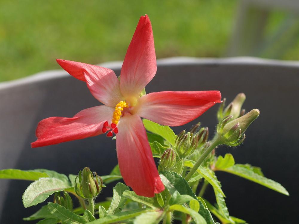 Musk Mallow (Abelmoschus moschatus) - Garden.org
