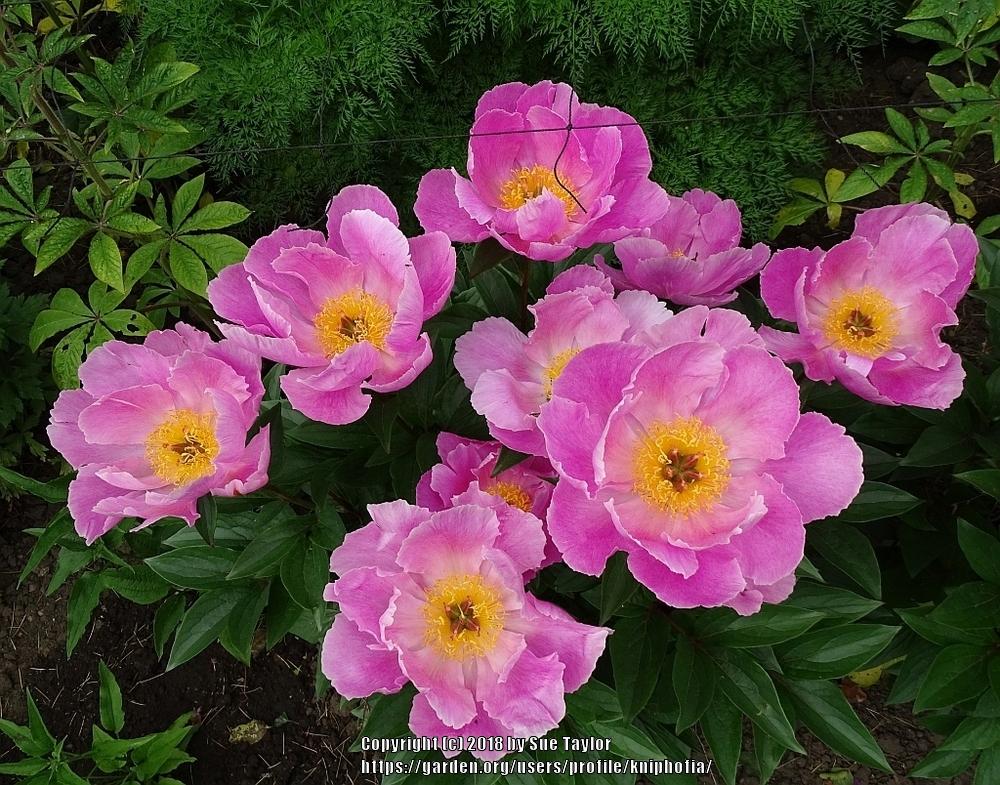 Peony (Paeonia lactiflora 'Soft Salmon Joy') in the Peonies Database ...
