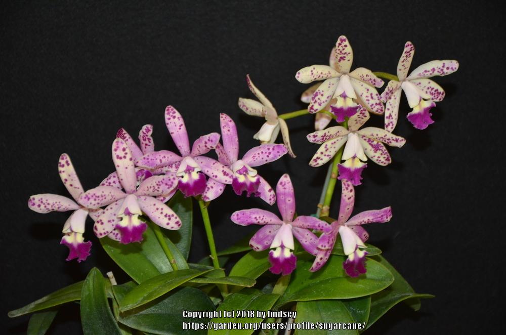 Orchid (Cattleya Tropical Pointer 'Cheetah') - Garden.org