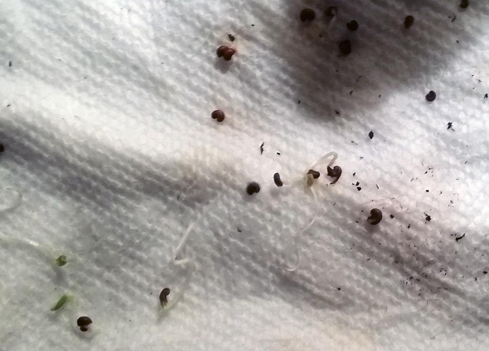 Little Brown Bean-crescent-shaped seeds in the Plant ID forum - Garden.org