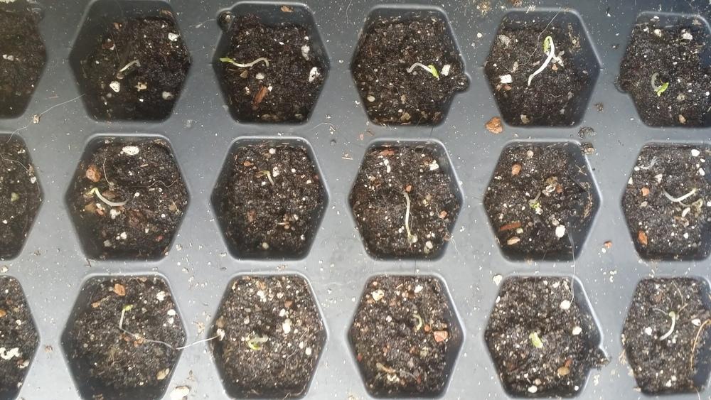 Little Brown Bean-crescent-shaped seeds in the Plant ID forum - Garden.org